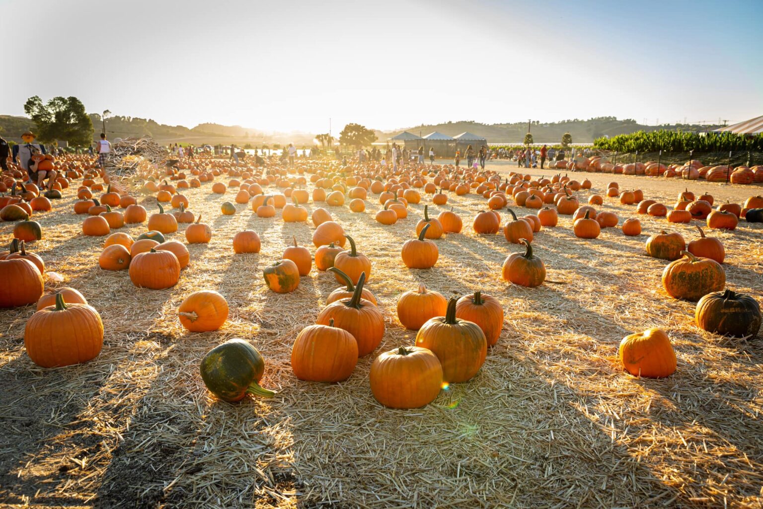 Underwood Family Farms 28th Annual Fall Harvest Festival - Visit Camarillo
